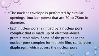 NUCLEAR-ENVELOPE-Nuclear-membrane-01.pptx