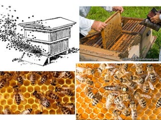 Nuclear Energy and Bees | PPT