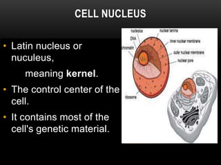 Nucleus of eukaryote | PPTX
