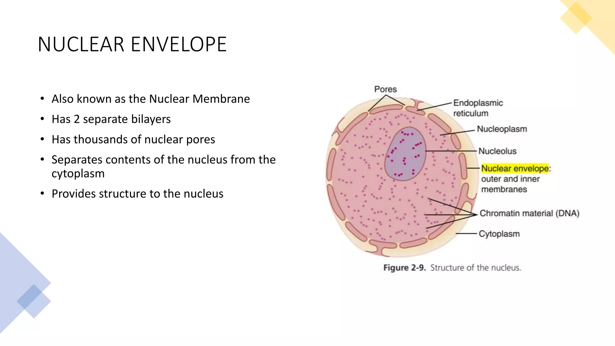 Nuclear Envelope | PPTX