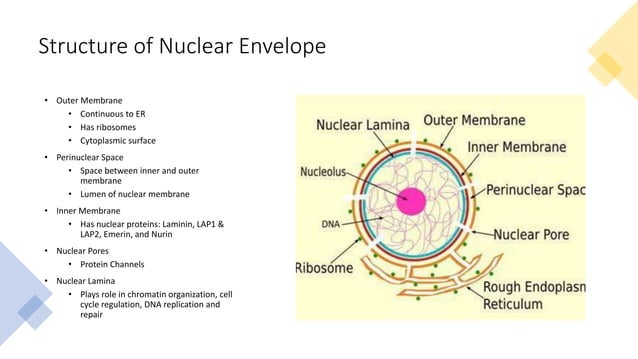 Nuclear Envelope | PPTX | Biological Sciences | Science
