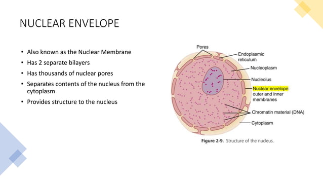 Nuclear Envelope Diagram