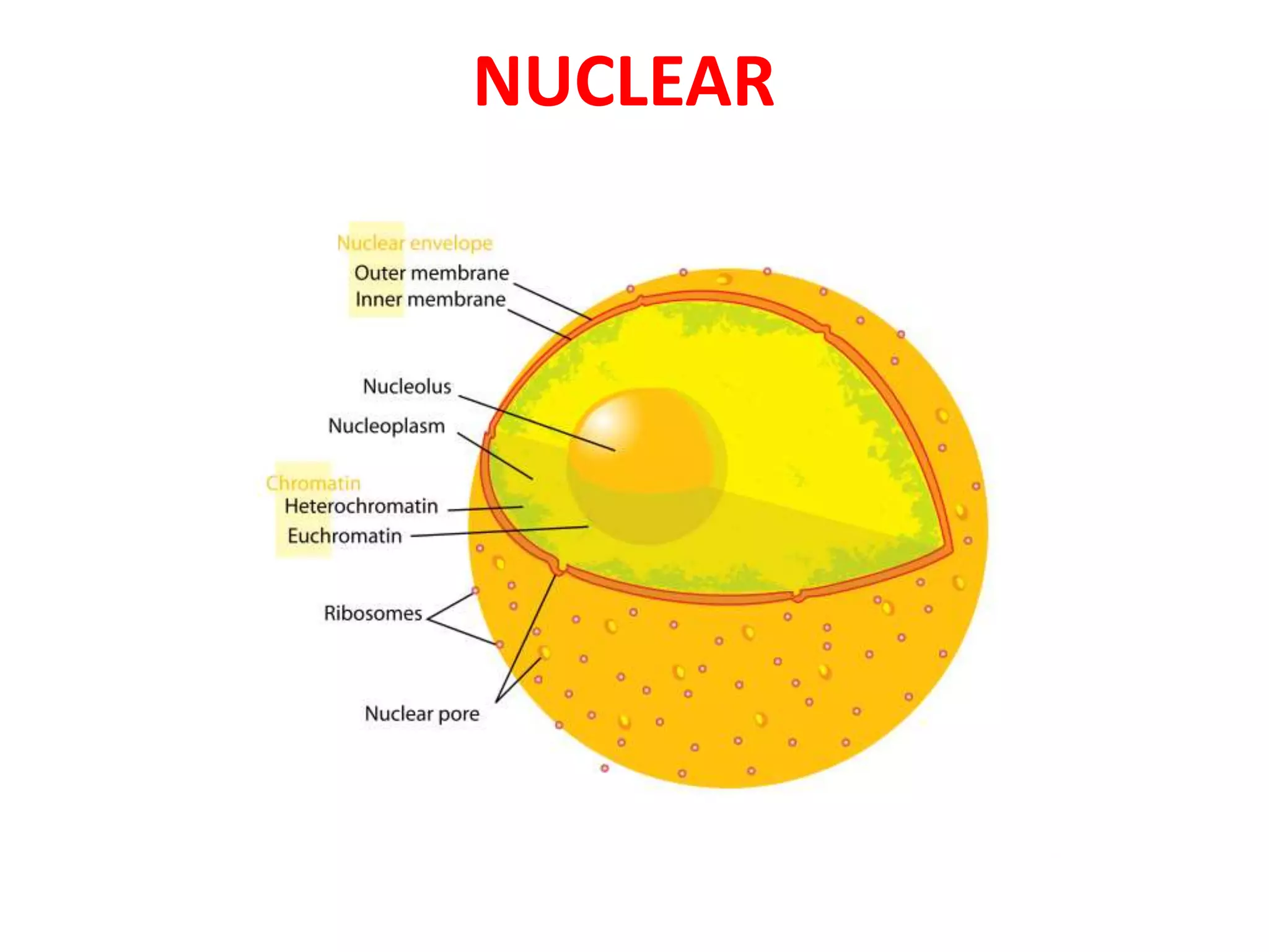 Nuclear envelope | PPTX