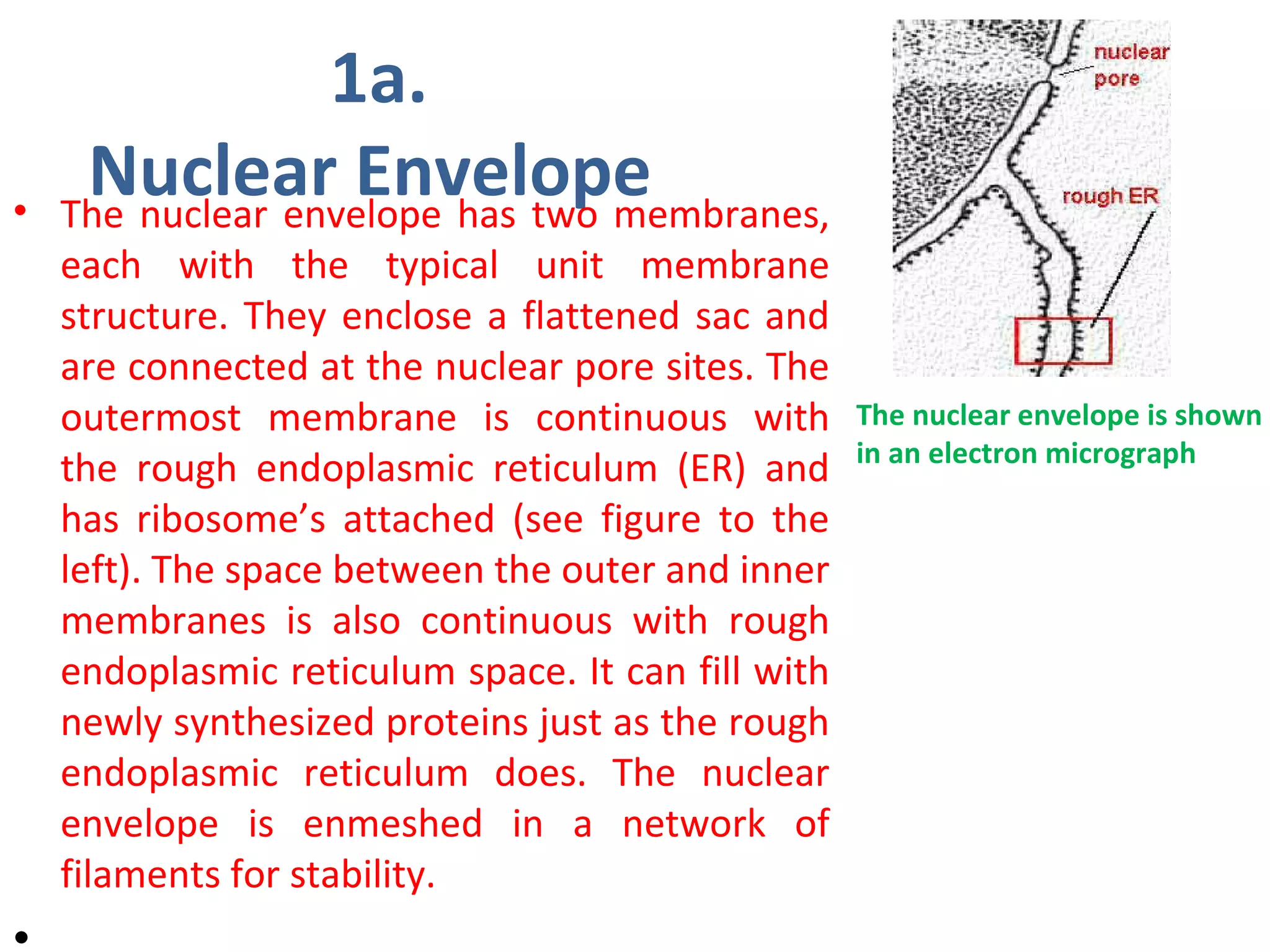 Structure Of Nuclear Membrane Ppt