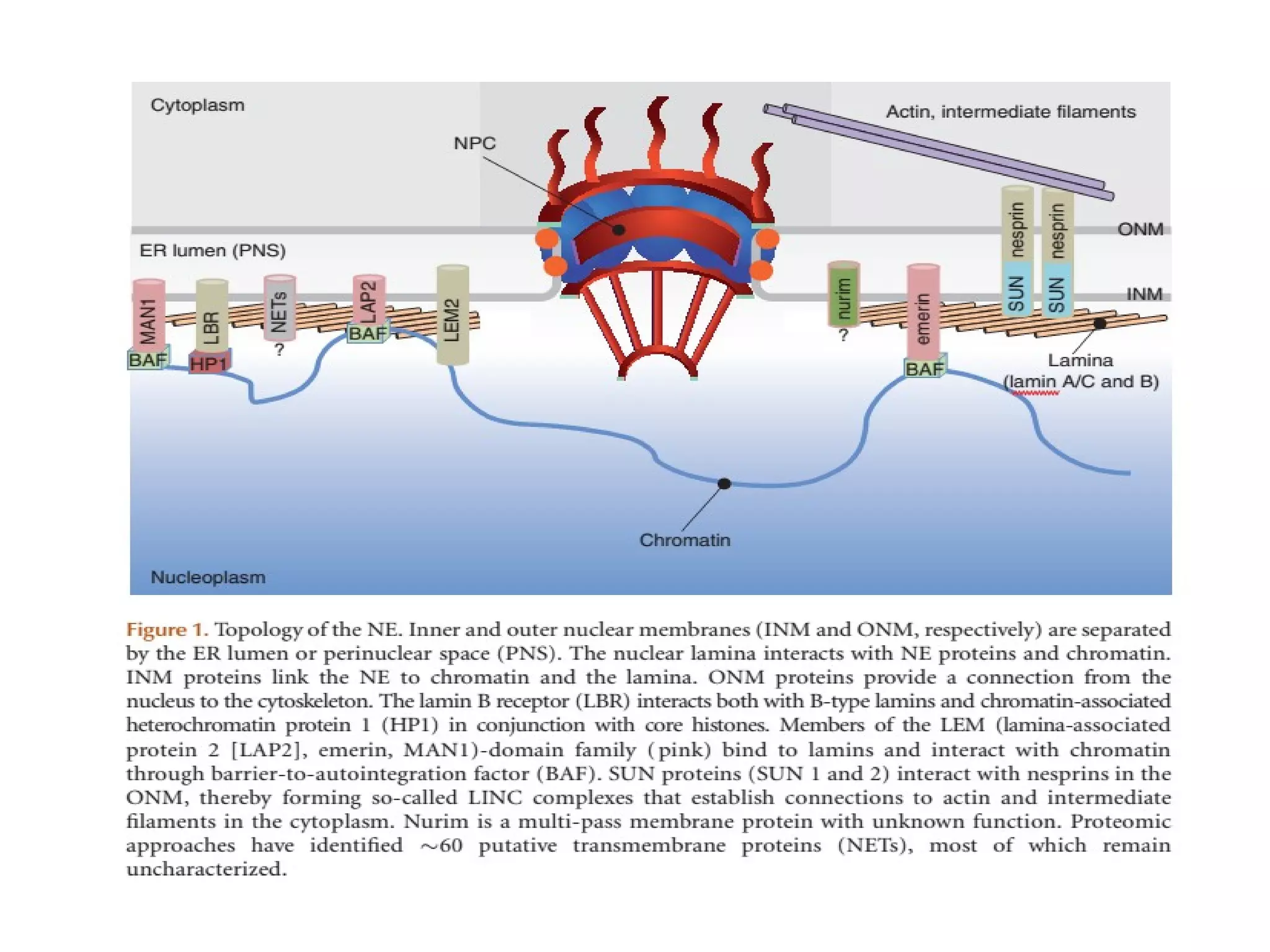 Structure Of Nuclear Membrane Ppt