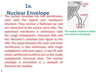 Nuclear envelope and nuclear lamina | PPT