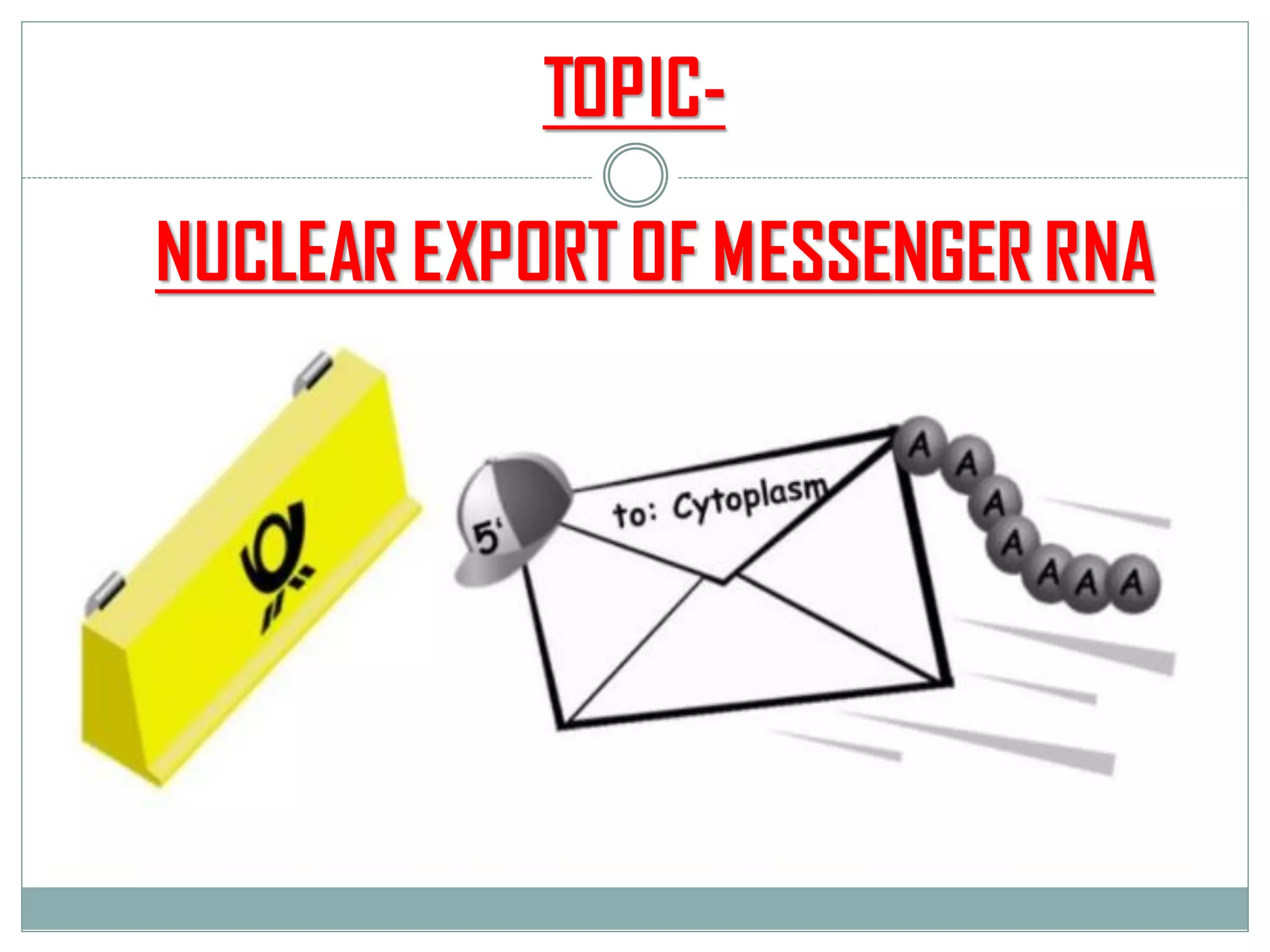 Nuclear export of mRNA | PDF