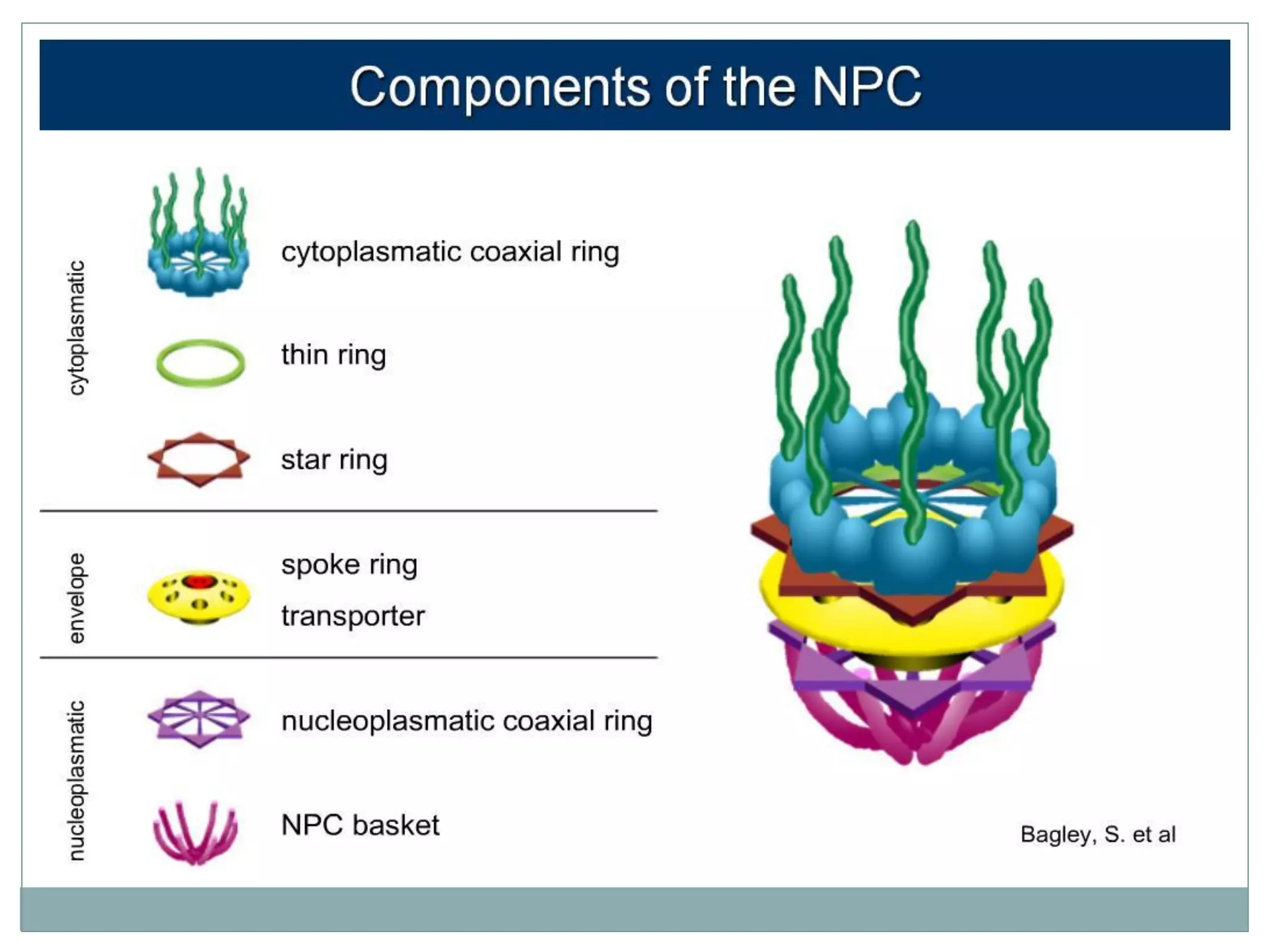 Nuclear export of mRNA | PDF
