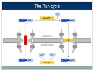 Nuclear export of mRNA | PDF
