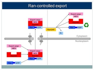 Nuclear export of mRNA | PDF