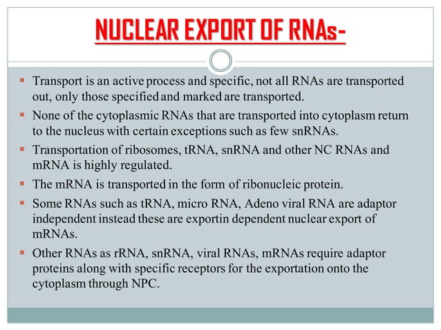 Nuclear export of mRNA | PDF