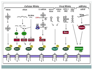 Nuclear export of mRNA | PDF