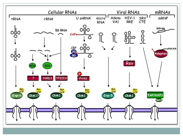 Nuclear export of mRNA | PDF