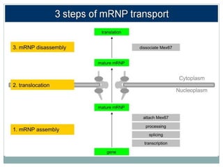 Nuclear export of mRNA | PDF
