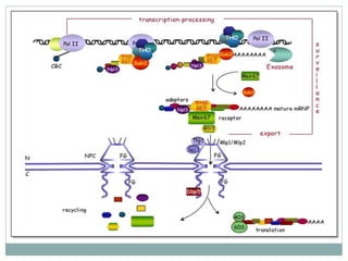 Nuclear export of mRNA | PDF
