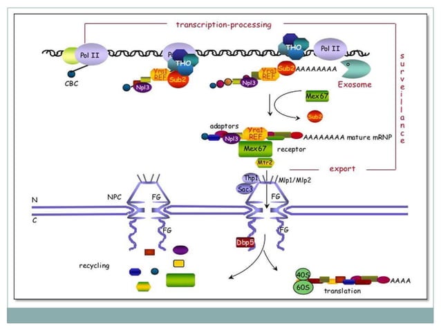 Nuclear export of mRNA | PDF