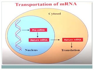 Nuclear export of mRNA | PDF