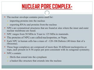 Nuclear export of mRNA | PDF