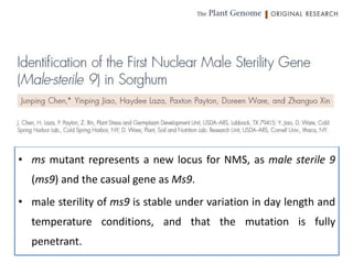 Nuclear male sterility | PPT
