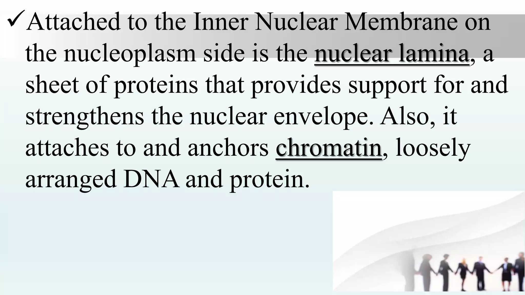Nuclear membrane (Demonstrations) | PPTX