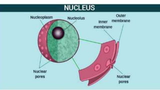 Nuclear Membrane