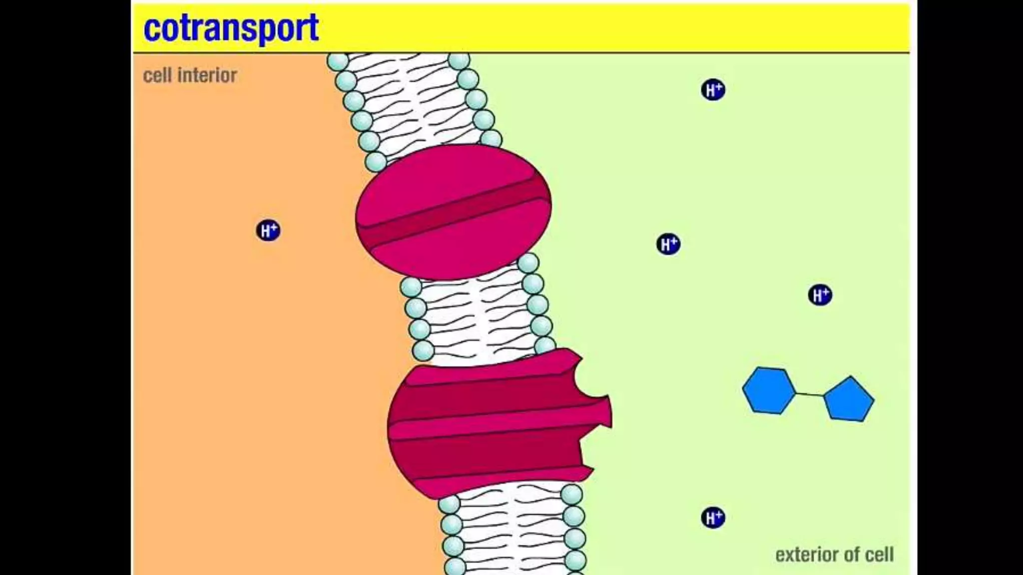 Nuclear Membrane: Active and Passive Transport (Illustrations) | PPT