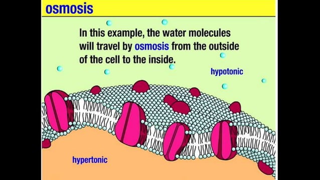 Nuclear Membrane: Active and Passive Transport (Illustrations) | PPT