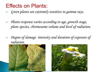 Nuclear pollution | PPTX