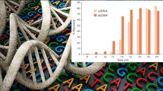 Nuclear Pollution And Genetics | PPTX