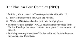 Nuclear Pore Complex (NPC) and its importance.pptx
