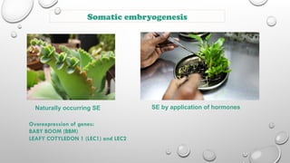 Nuclear protein mediated somatic embryogenesis and genome duplication.pptx