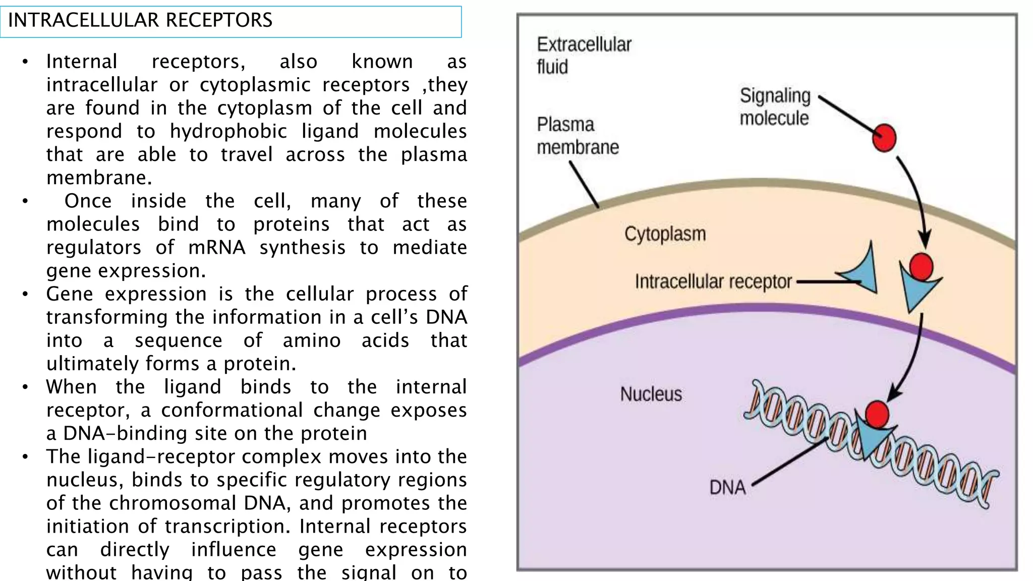 Nuclear receptor | PPTX