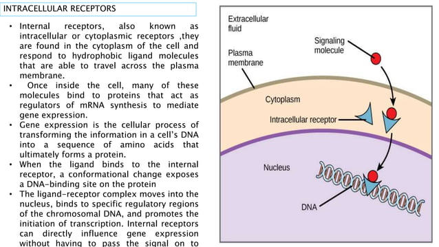 Nuclear receptor | PPTX | Endocrine and Metabolic Diseases | Diseases ...