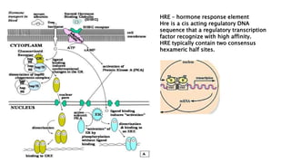 Nuclear receptor | PPTX