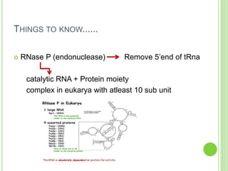 Nuclear RNase P of Trypanosoma brucei | PPTX | Programming Languages ...