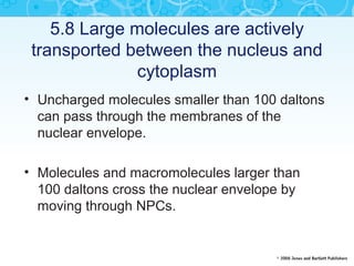 Nuclear transport | PPT
