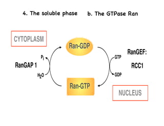 _Nuclear Transport.pdf