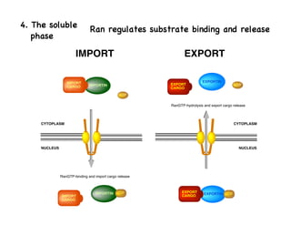 _Nuclear Transport.pdf