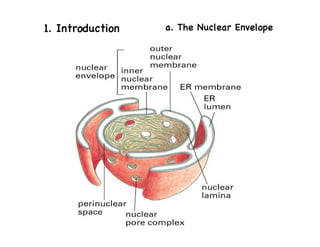 _Nuclear Transport.pdf