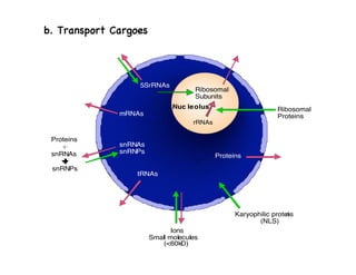 _Nuclear Transport.pdf
