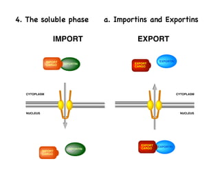 _Nuclear Transport.pdf