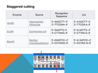 Nucleases | PPTX
