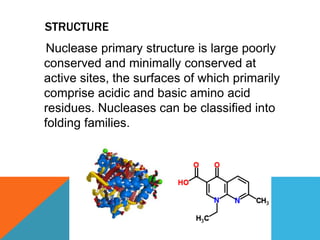 Nucleases | PPTX