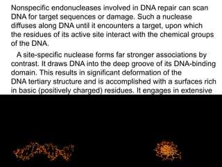 Nucleases | PPTX
