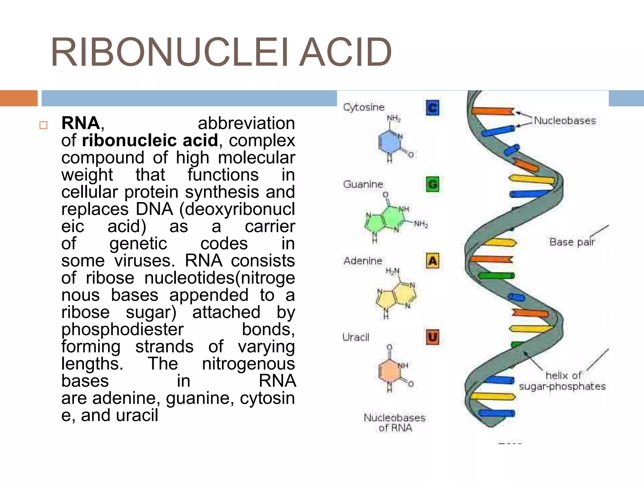 Nuclei acid | PPTX