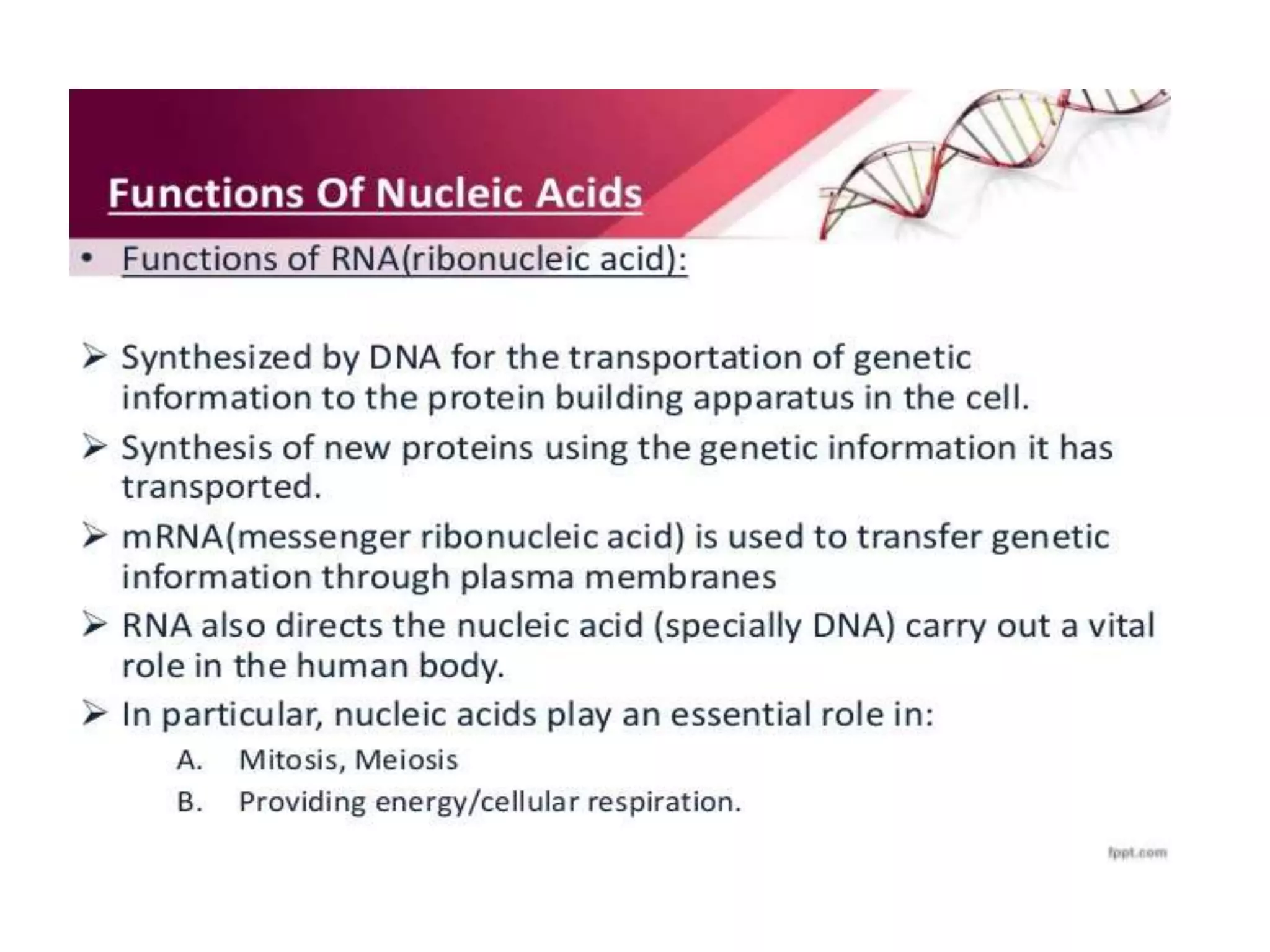 Nuclei acid | PPTX