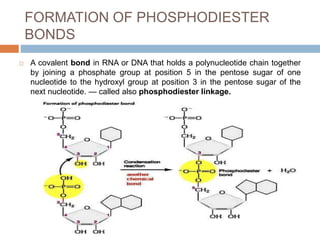Nuclei acid | PPTX