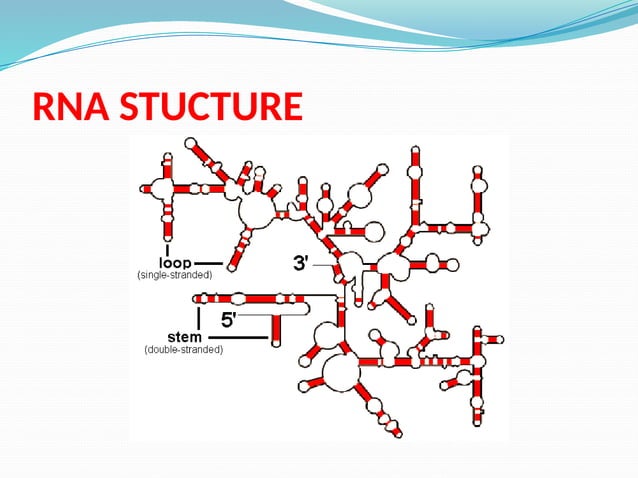 nucleic-acid-150306061338-conversion-gate01 (1).pptx