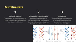 Nucleic-Acid-Denaturation Renaturation Hybrid.pptx