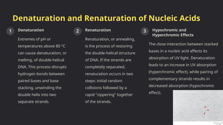 Nucleic-Acid-Denaturation Renaturation Hybrid.pptx